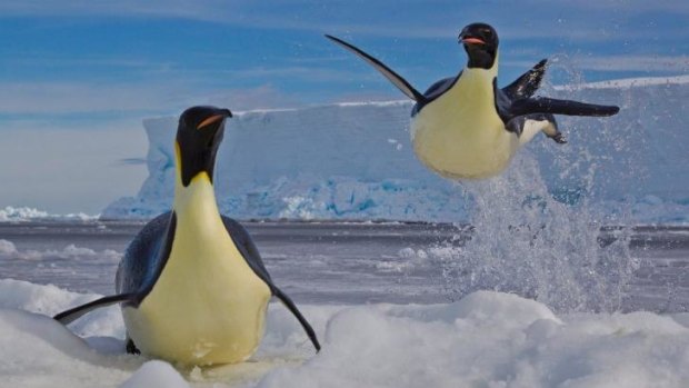 Penguin Sliding On Ice