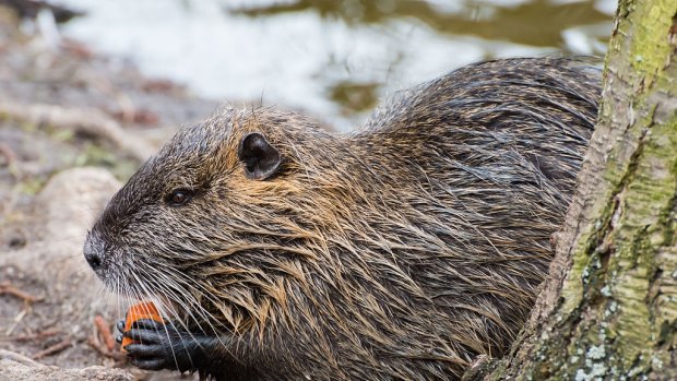 Italy declares war on rampant rodents ravaging riverbanks