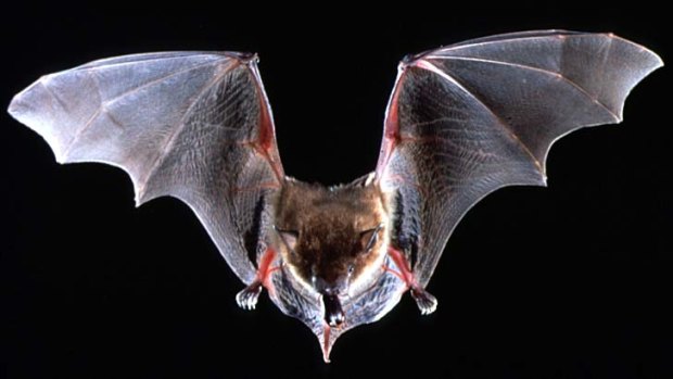 Bat immunity may hold clues for HIV