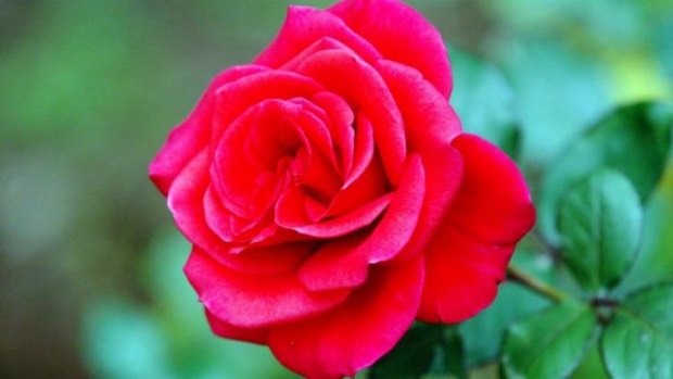 Maui flowers can bring colour to Sydney