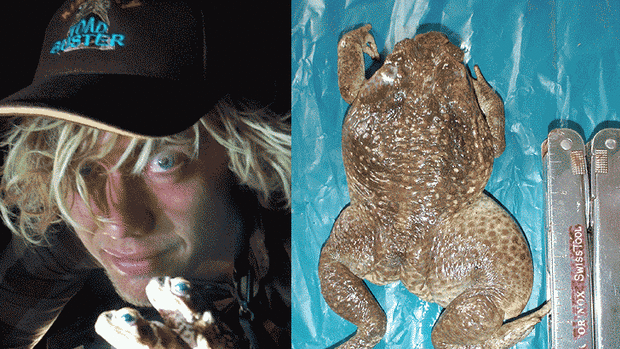 People give chase in losing battle with cane toads