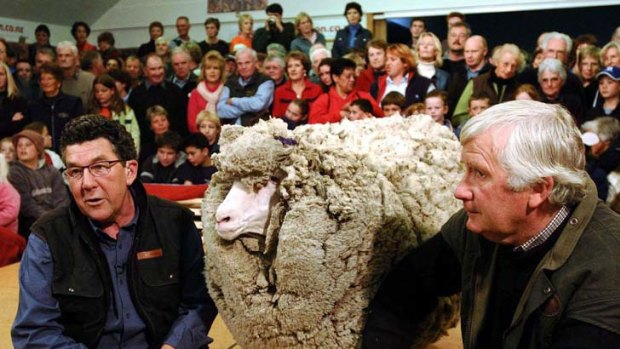 Shrek in race with Phar Lap for NZ's heart