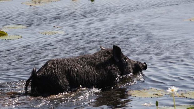 Drones carrying poison baits may be used to cull feral pigs