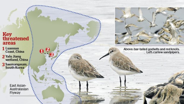 Great shorebird migration under threat