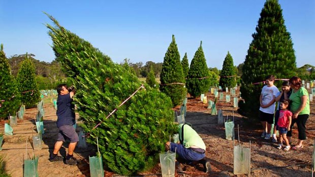 It's fir real: a home-grown Christmas tree is greener than the fakes