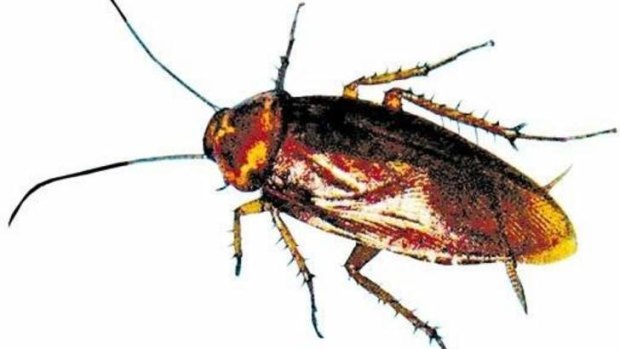 A million cockroaches flee China farm in great escape: report