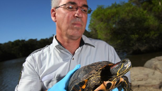 Meet the dreaded turtle bully, top of Victoria's pest hit-list