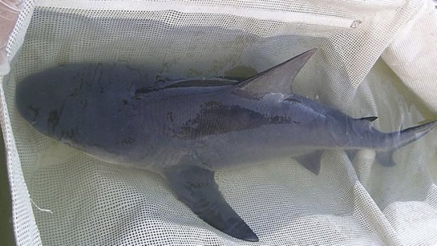 Bull sharks on 'collision course' with humans