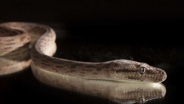 Snakes alive - if only he'd been seeing double