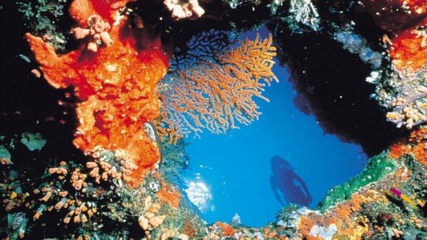 Australia's environment is 'going backwards', green alliance says