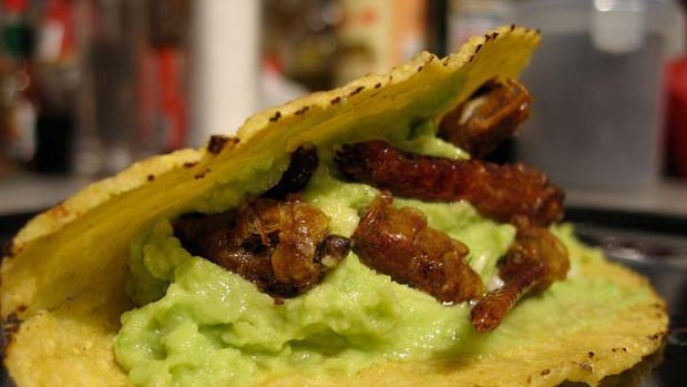 First, catch your locust: how to save the nation with culinary courage