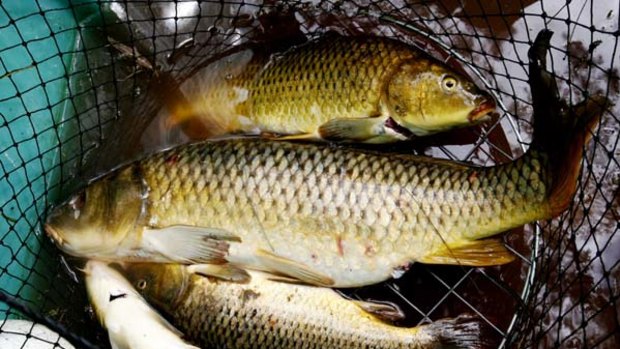 Feminine wiles are nothing to carp about