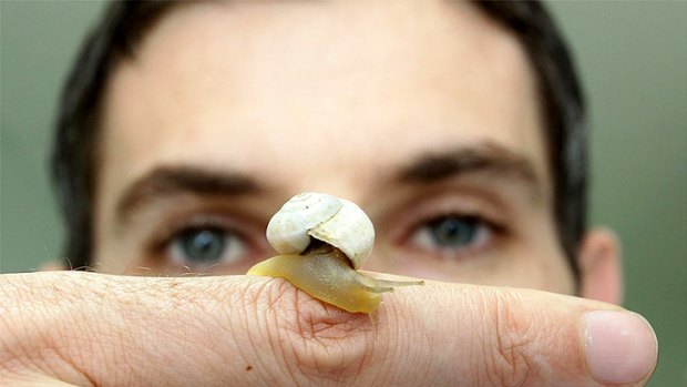 Studying a snail's pace