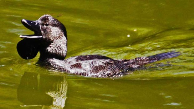 Dastardly duck's a real stinker