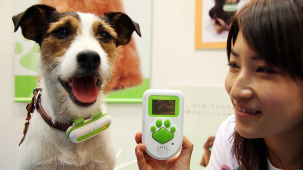 Power to the pooches