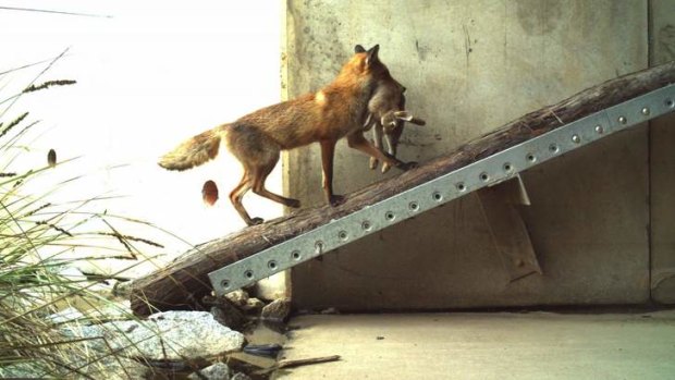 Little fox, big problem