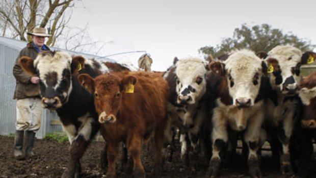 It's just old cow meat by another name