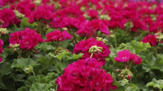 Journey of the geranium