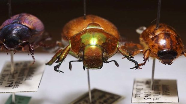 Christmas beetle numbers on the decline as imposter numbers grow