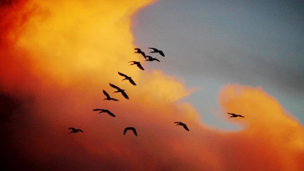 Bird formations proven to be aerodynamic