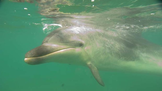 New Zealand dolphin makes animal hero list
