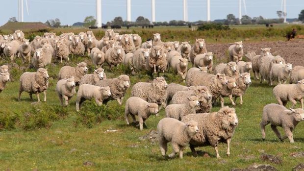 Hundreds of sheep in truck crash