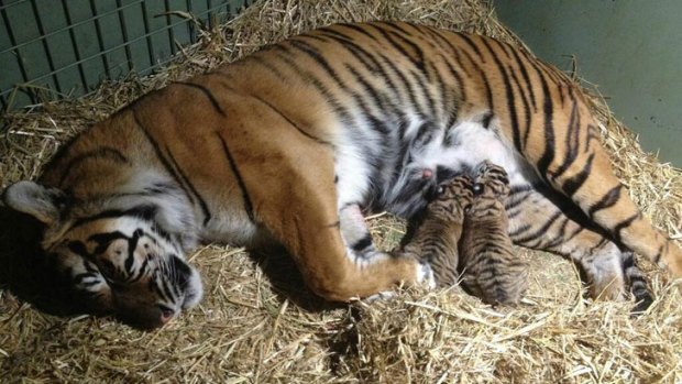 Two tiger cubs born at Australia Zoo