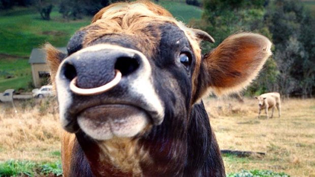 Sick cows linked to cancer rise