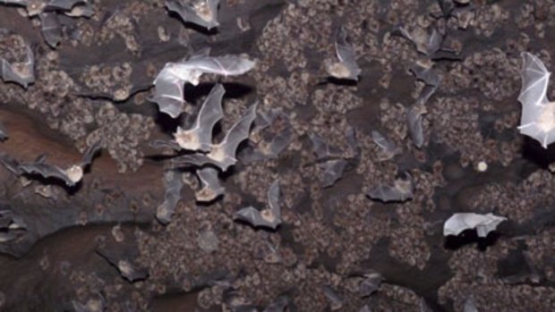 Bat pack stick to their roots in a manner of squeaking