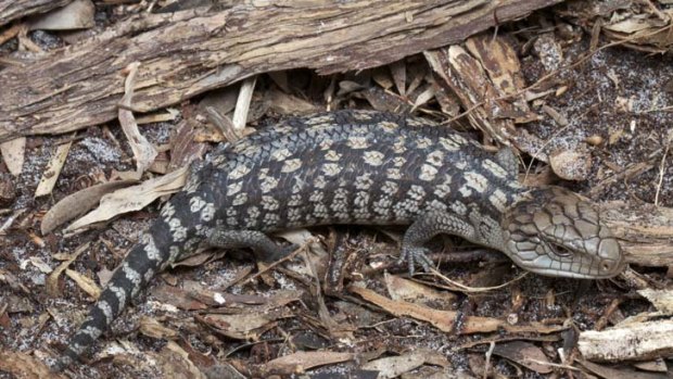 Warm climate helps lizards scale new heights of intelligence