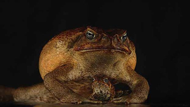 Sex and natural selection: Mrs Toad gets pumped