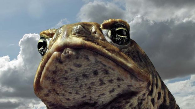 Cane Toads: The Conquest