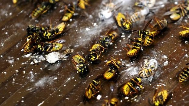 Swarm of wasps forces family to flee home