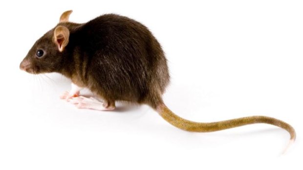 Philippine city offers bounties for rats