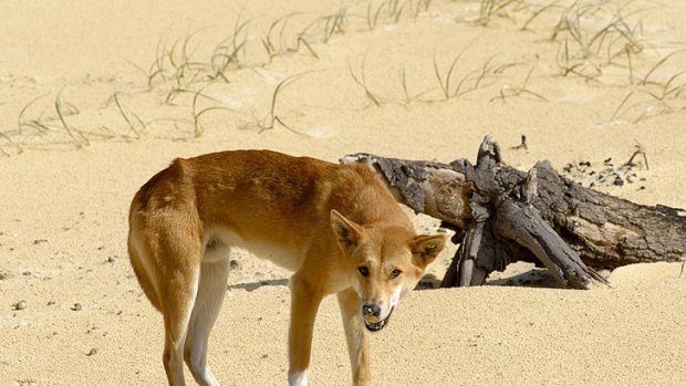 Are Dingo Aggressive