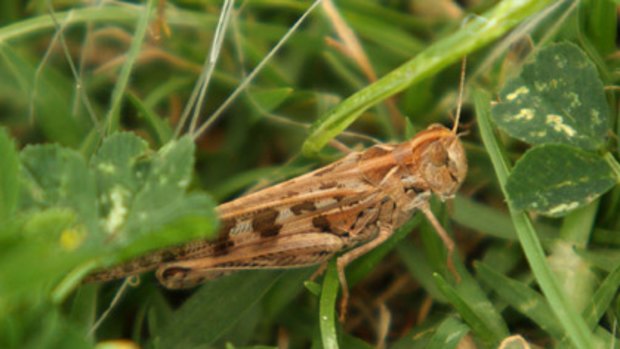 First, catch your locust: how to save the nation with culinary courage