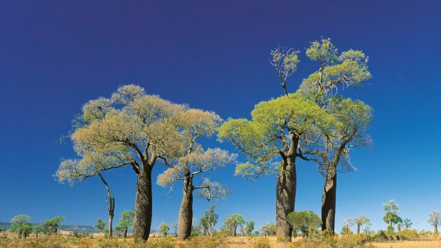 Tambo, Queensland: Travel guide and things to do