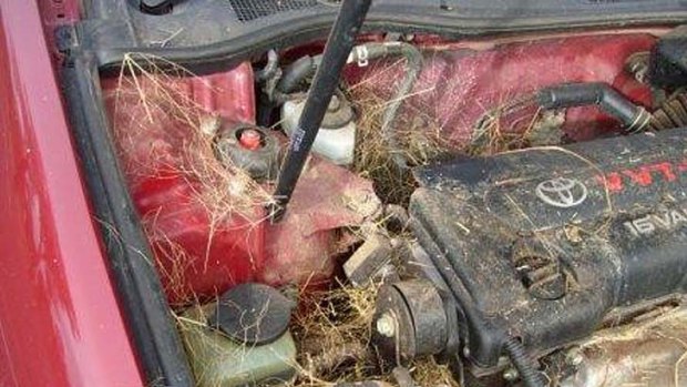 Rats hitch a ride under bonnet
