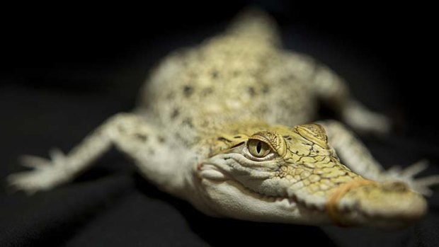 A rare Pearl beats the crocodile odds