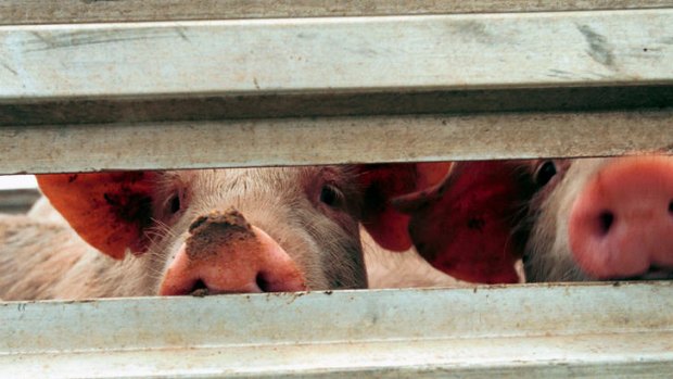RSPCA defends pork stance