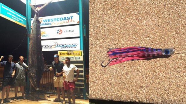 Perth angler reels in monster 363-kilogram black marlin off Exmouth coast