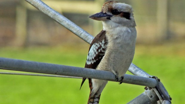 Kookaburra's cackle 'new' to WA