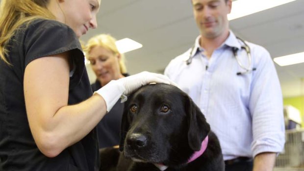 All in the line of duty: police dogs top up the blood bank