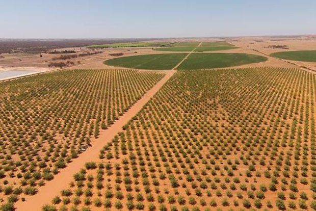 Select Harvests nutty about $35m Mildura almond farm