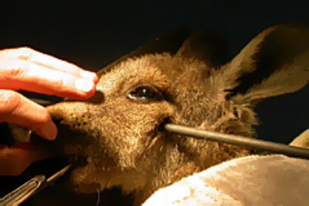 Shot kangaroo on the mend after surgery