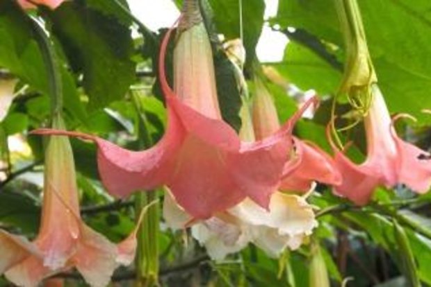 Angel's trumpet is heavenly