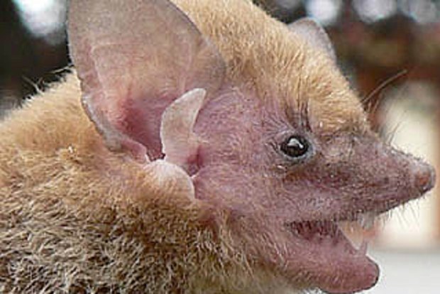 Bat pack stick to their roots in a manner of squeaking