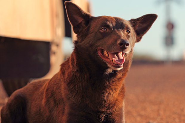 Red Dog: New film to tell Koko's life story