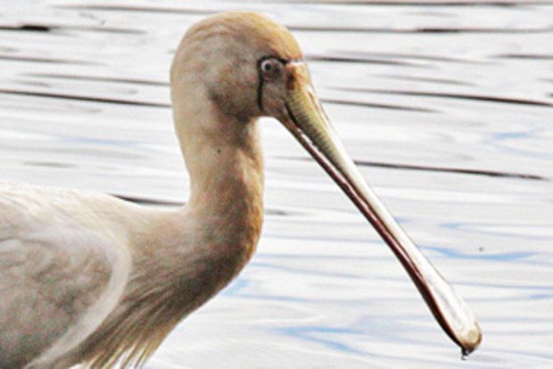 Spoonbill - the bird that brings its own spoon to dinner