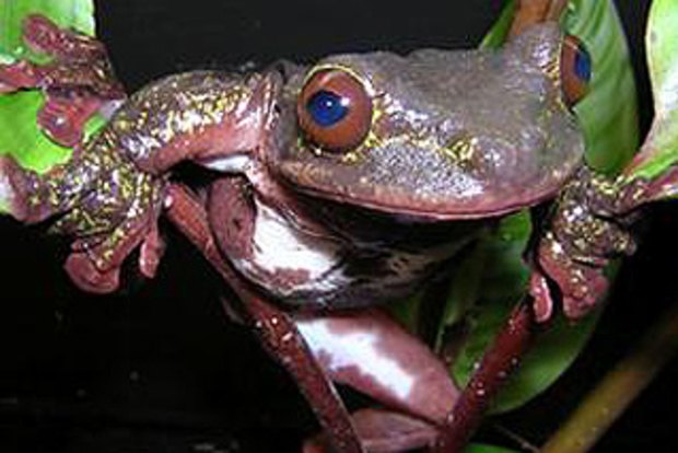 Rare tree frog euthanised at Zoo Atlanta